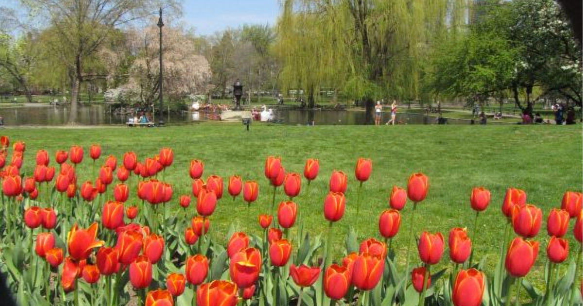 7 Splendid Spring Activities in Boston