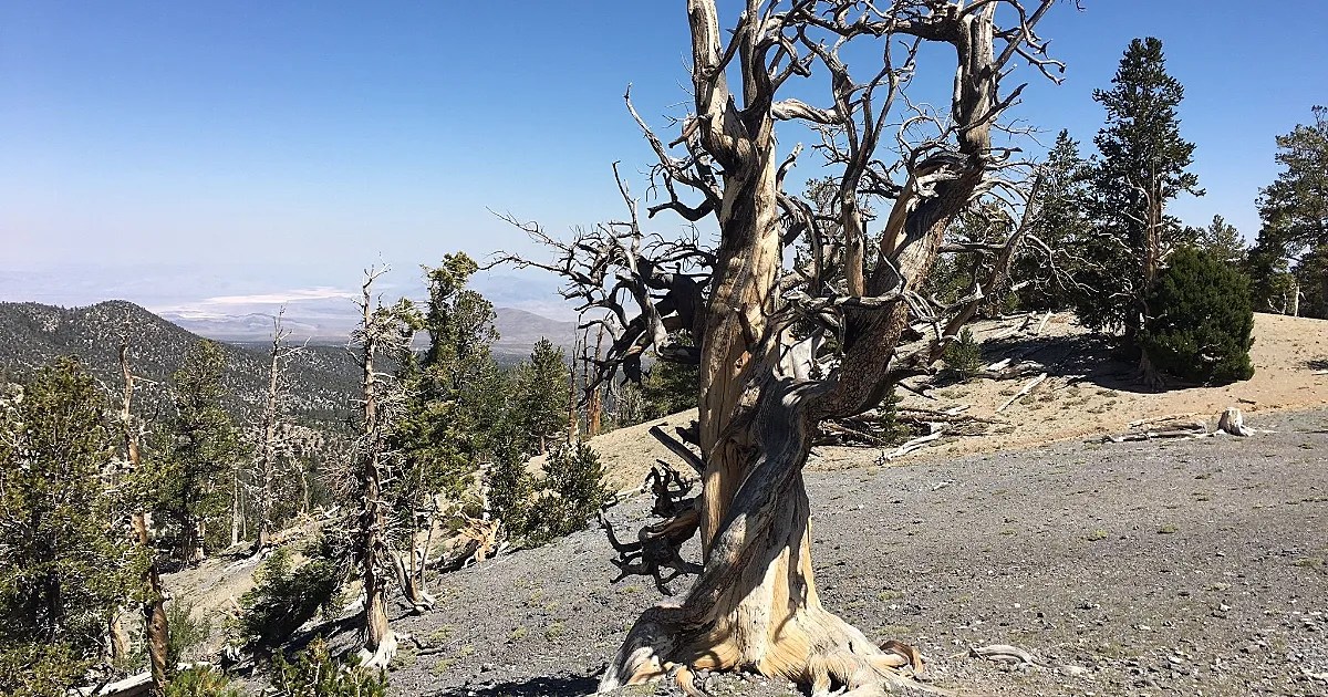 This Hike To Nevada’s Oldest Living Tree Should Be On Every Nevadan’s ...