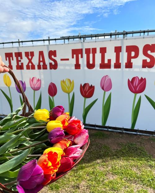 Texas Tulips Is A Pick-Your-Own Tulip Farm In... Well, Texas