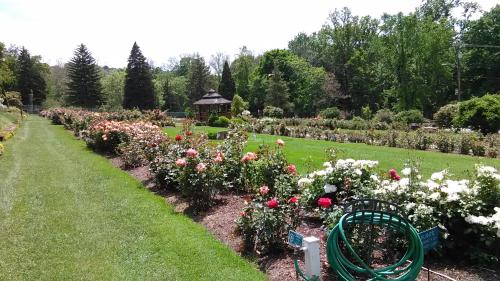 Rose Gardens In Pittsburgh: Renziehausen Park Is Worth A Visit