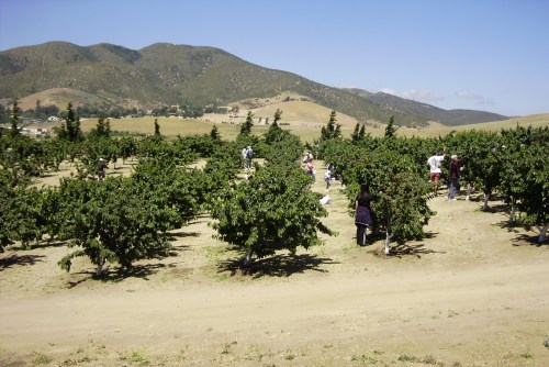 7 Farms Perfect For Fruit Picking In Southern California