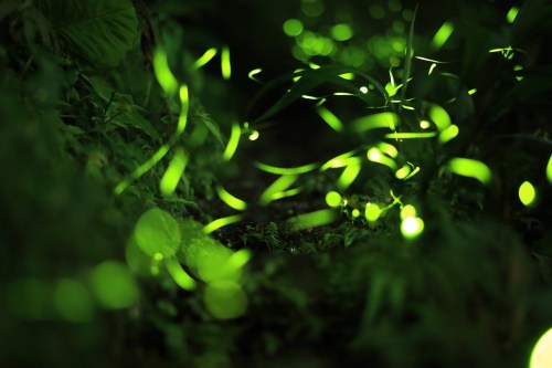 The Synchronous Fireflies Phenomenon In North Carolina Will Enchant You ...
