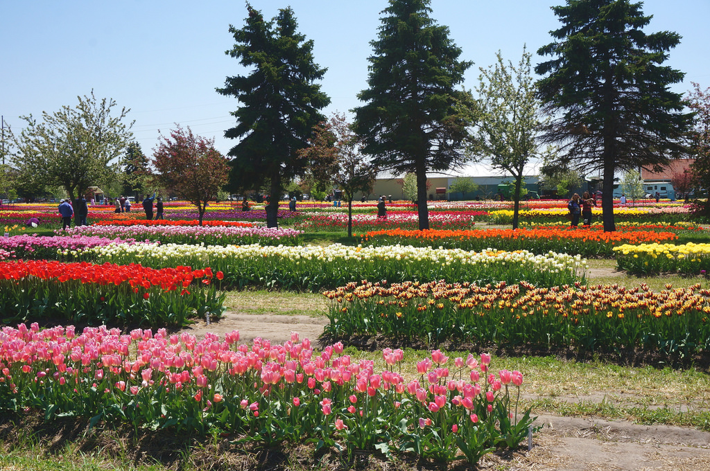 Veldheer's Tulip Flowers Garden Is Most Beautiful Field In Michigan