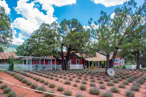Pine Creek Lavender Farm: Lavender Farm In Arizona