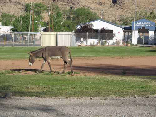 Things To Do In Blue Diamond Nevada That You May Have Missed