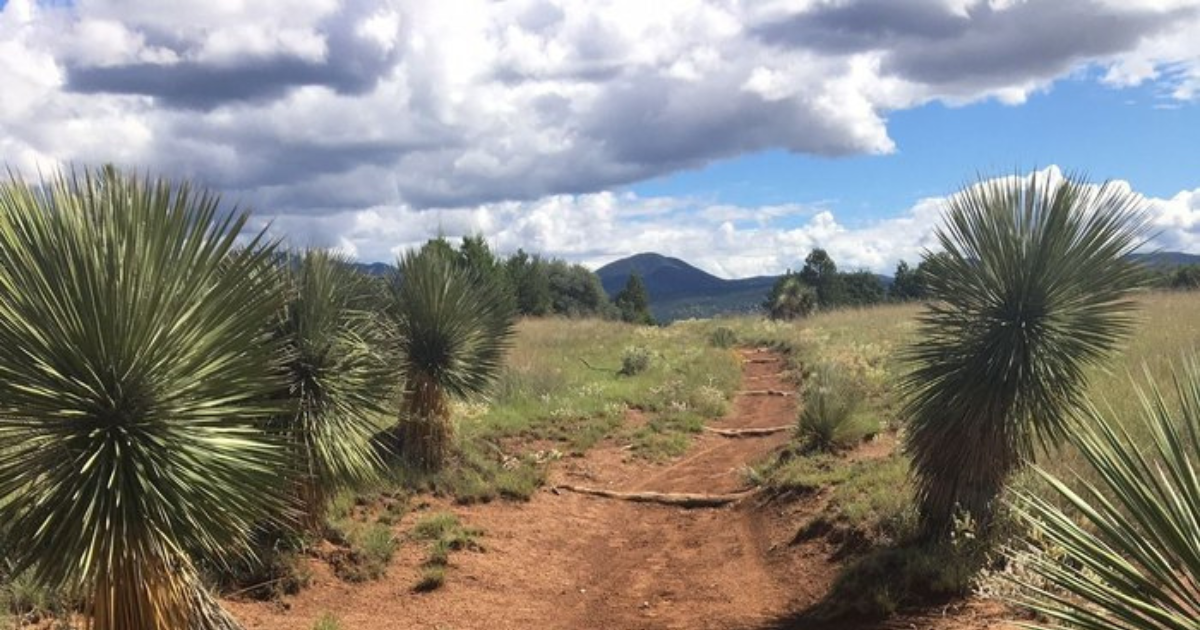Spring Hikes In New Mexico: The Dragonfly Loop Trail