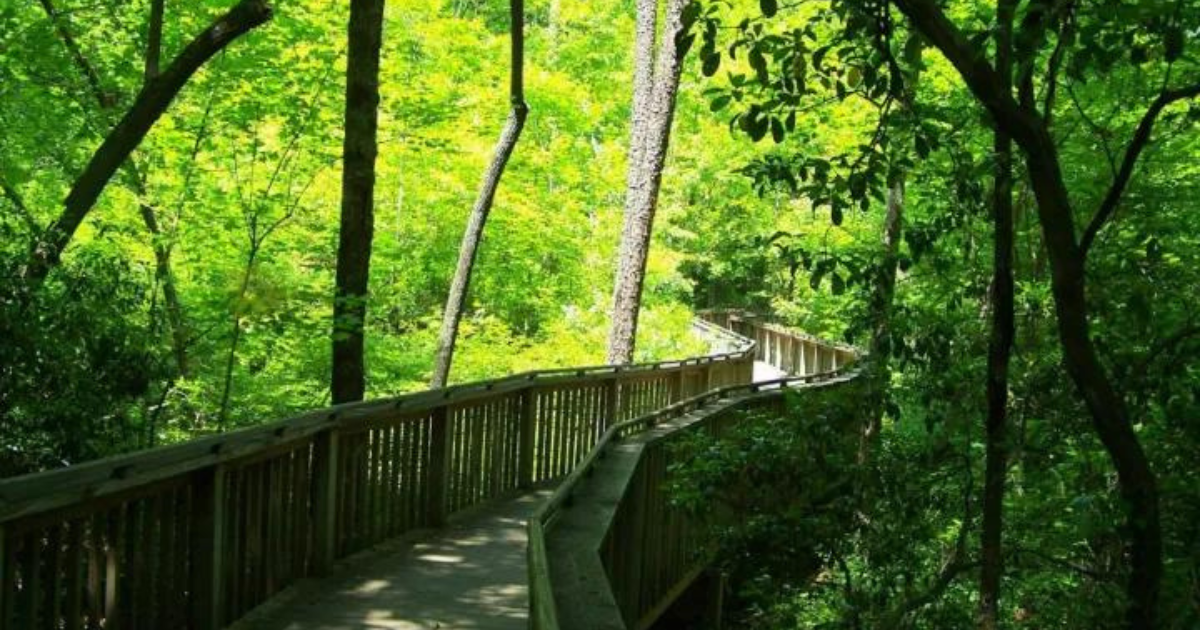 This Beautiful Boardwalk Trail In Alabama Is The Most Unique Hike Around