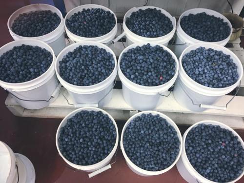 The 7 Best Fruit Farms In Texas For Fruit Picking