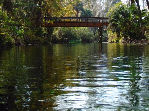 See Free-Roaming Monkeys At Silver Springs State Park In Florida