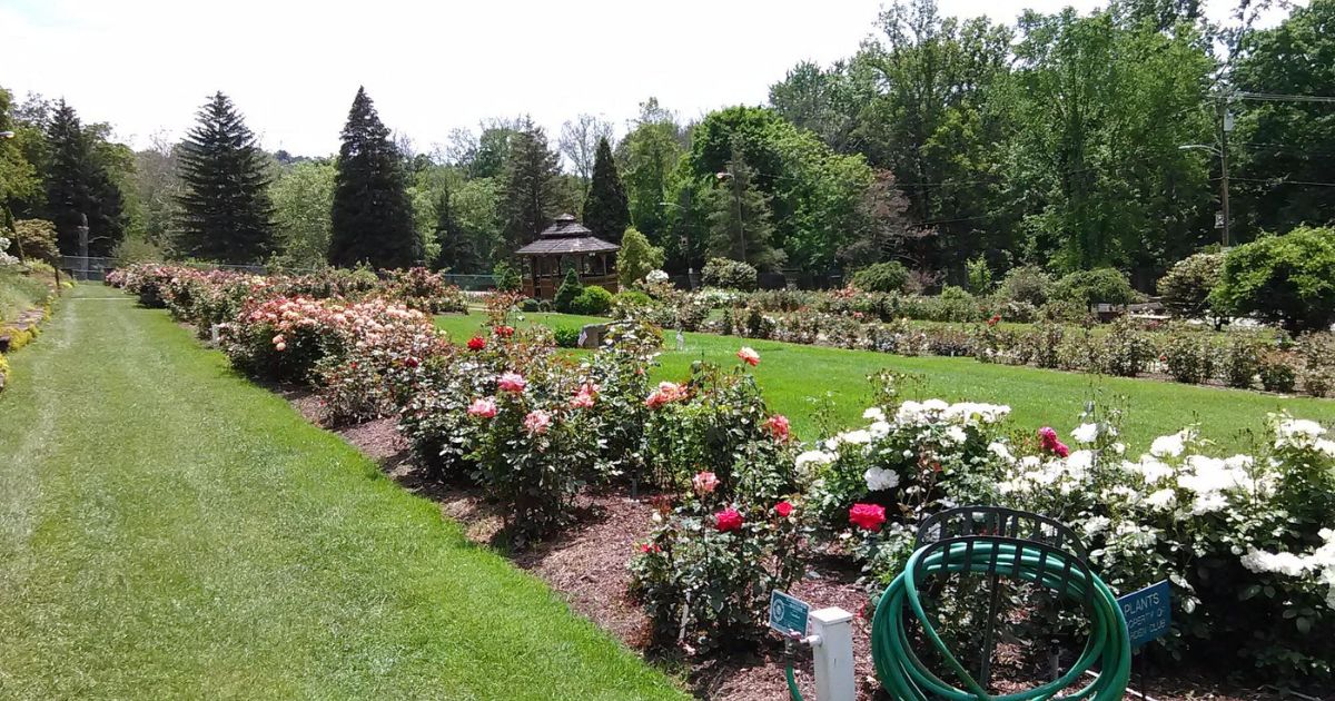 Rose Gardens In Pittsburgh: Renziehausen Park Is Worth A Visit
