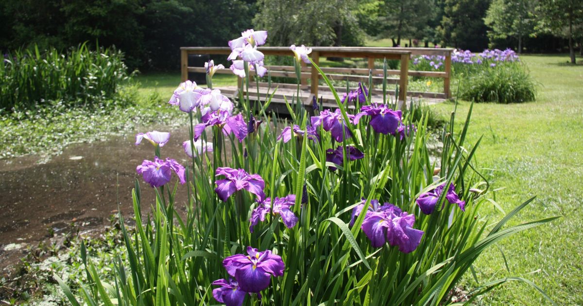Flower Walk In South Carolina: Swan Lake Iris Gardens In Sumter