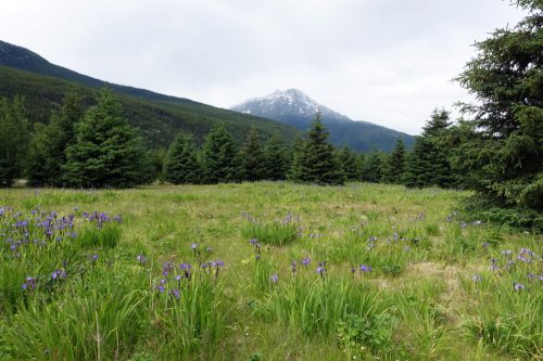 Wildflowers In Alaska