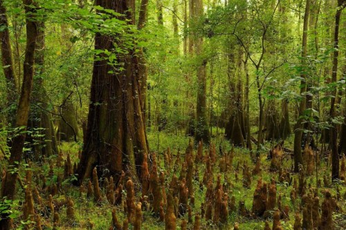 This Boardwalk Loop Is One Of The Best Hikes In South Carolina