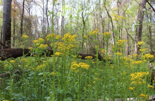 This Boardwalk Loop Is One Of The Best Hikes In South Carolina