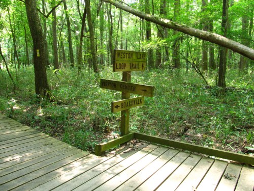 This Boardwalk Loop Is One Of The Best Hikes In South Carolina