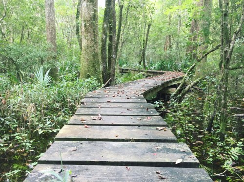 Neusiok Trail: One Of The Best Hikes In North Carolina