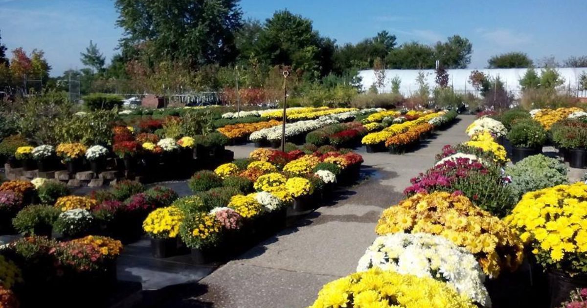 Flower Farms In Indiana That Are The Best Plant Nurseries