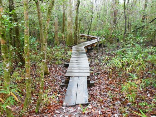 Neusiok Trail: One Of The Best Hikes In North Carolina
