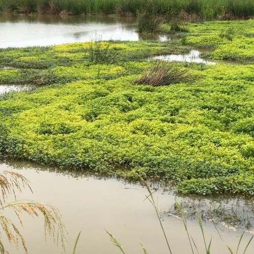 Phinizy Swamp Nature Park: Beautiful Trails In Georgia