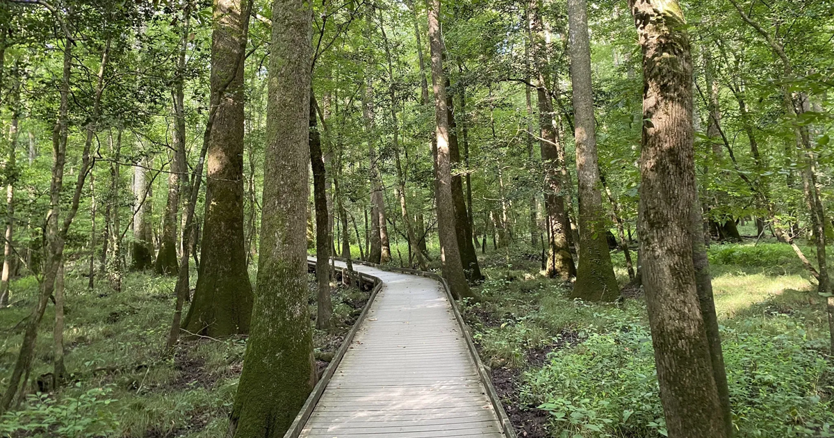 This Boardwalk Loop Is One Of The Best Hikes In South Carolina