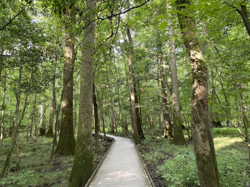 This Boardwalk Loop Is One Of The Best Hikes In South Carolina