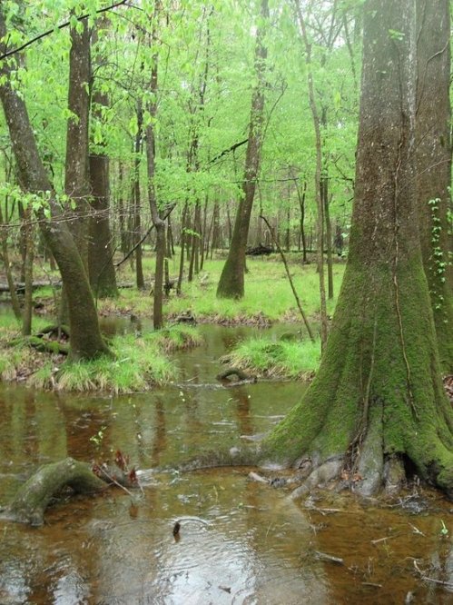 This Boardwalk Loop Is One Of The Best Hikes In South Carolina