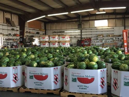 Hermiston Offers The Best Watermelon Festival In Oregon