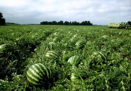 Hermiston Offers The Best Watermelon Festival In Oregon