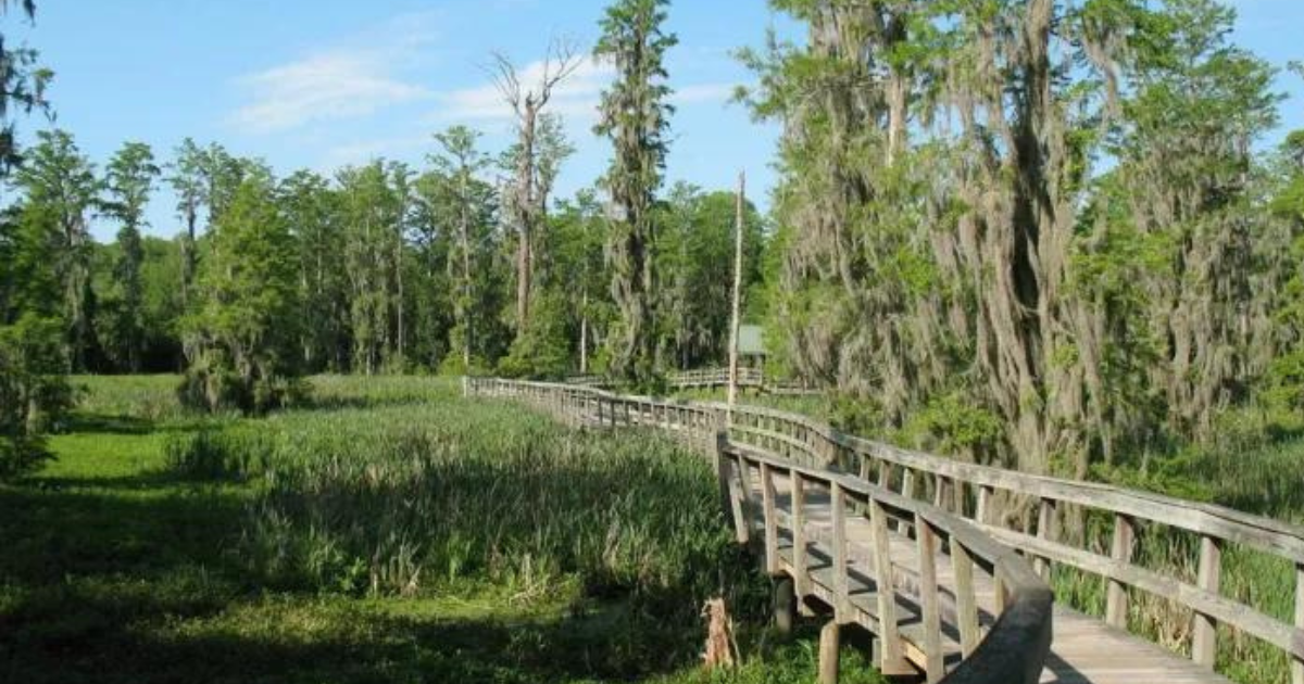 This Beautiful Boardwalk Trail In Georgia Is The Most Unique Hike Around
