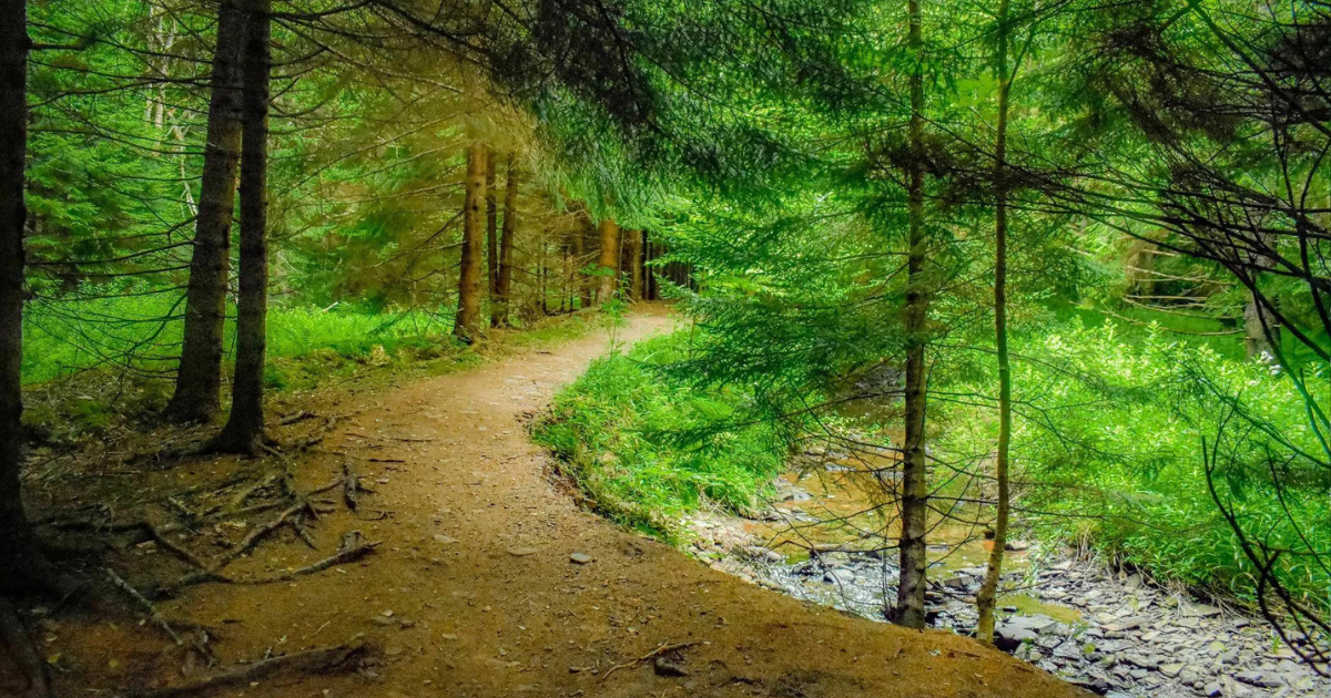 The Seneca Creek Trail In West Virginia: A Beautiful Waterfall Hike