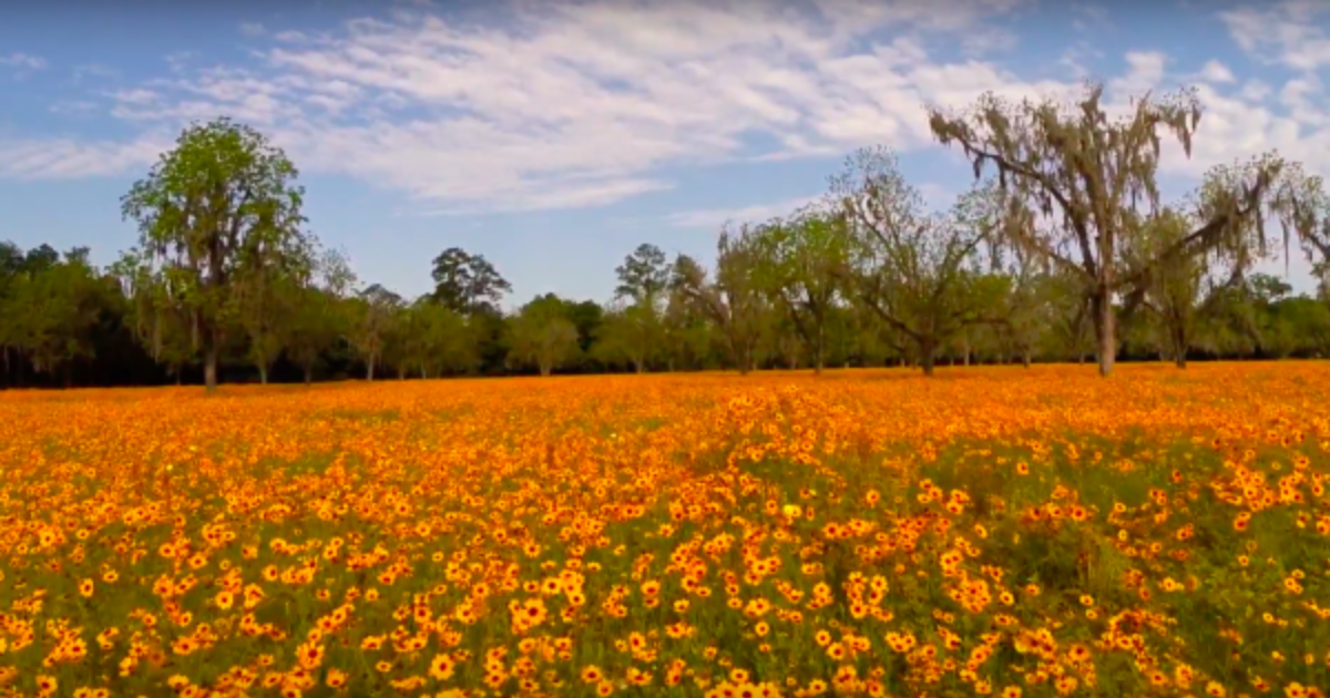Flower Fields In Florida: Get Lost In A Field Of Color At Hampton