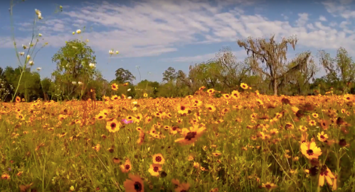 Flower Fields In Florida: Get Lost In A Field Of Color At Hampton