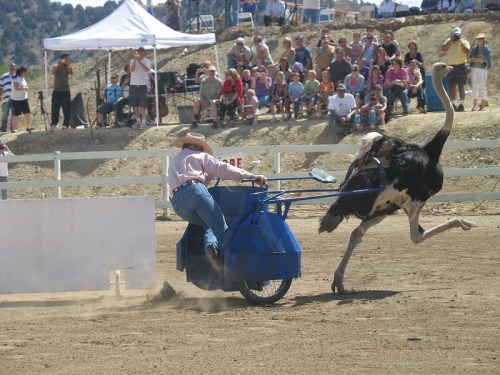 Annual Camel And Ostrich Races In Virginia City: Best In Nevada