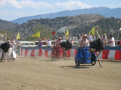Annual Camel And Ostrich Races In Virginia City: Best In Nevada