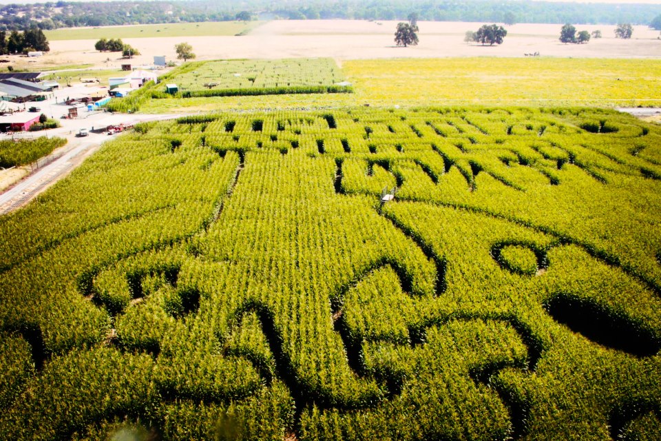Hawes Farms Is One Of The Best Corn Mazes In Northern California