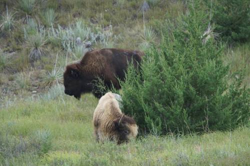 Hidden Gem Park In Kansas: Lake Scott State Park