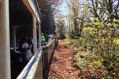 Experience Oregon's Fall Foliage on a Scenic Train Ride