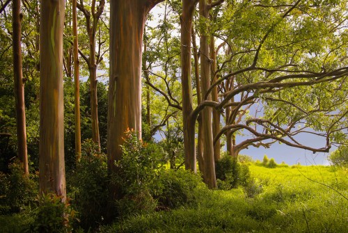 The Rainbow Trees in Hawaii You Need To See To Believe