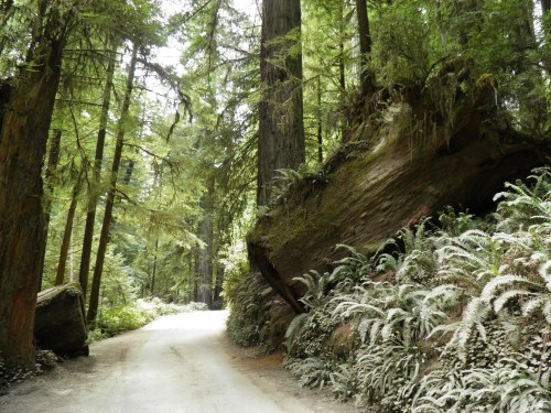 Explore Howland Hill Road: A Scenic Drive in Northern California