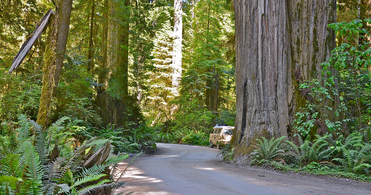 Explore Howland Hill Road: A Scenic Drive in Northern California