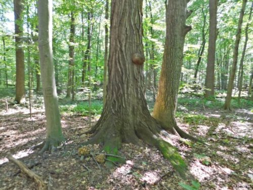 The Oldest Forest In Ohio: Johnson Woods State Nature Preserve