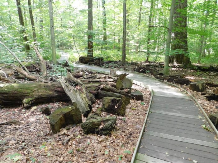 The Oldest Forest In Ohio: Johnson Woods State Nature Preserve