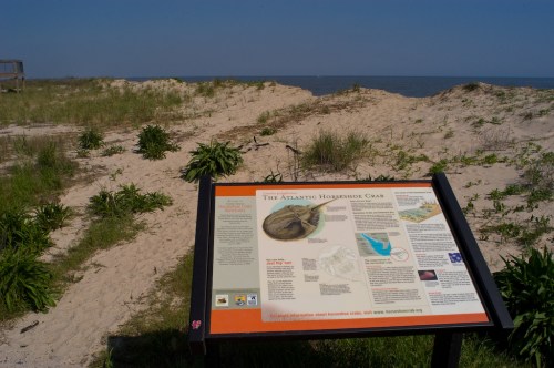 Discover Slaughter Beach: Delaware's Hidden Coastal Gem