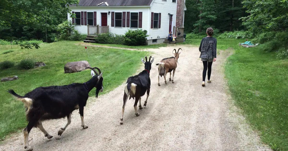 A Goat Hike In Maine Is An Adventure Unlike Any Other