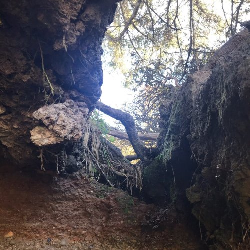 Everyone Should Explore The Tree Root Cave In Washington