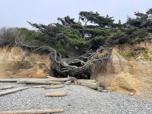 Everyone Should Explore The Tree Root Cave In Washington