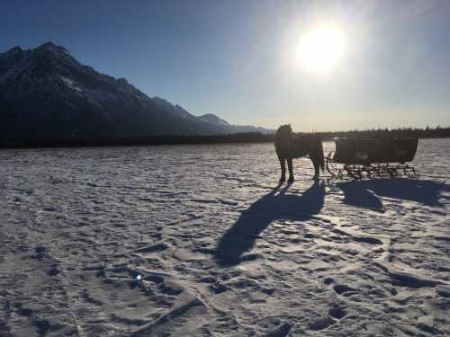 This Sleigh Ride In Alaska Shows You A Winter Wonderland