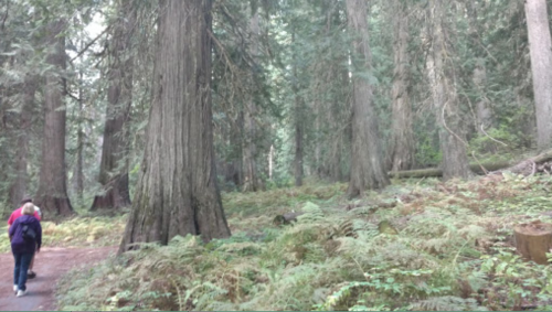 This Old-Growth Forest In Idaho Contains 3,000-Year-Old Trees