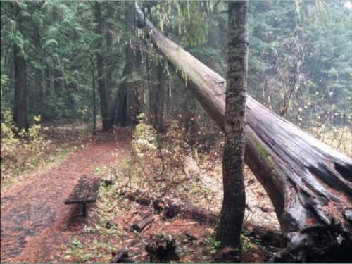 This Old-Growth Forest In Idaho Contains 3,000-Year-Old Trees