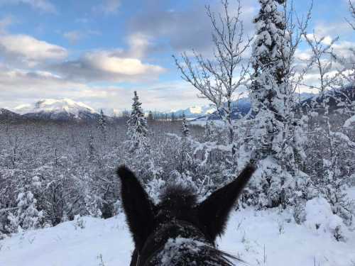 This Sleigh Ride In Alaska Shows You A Winter Wonderland